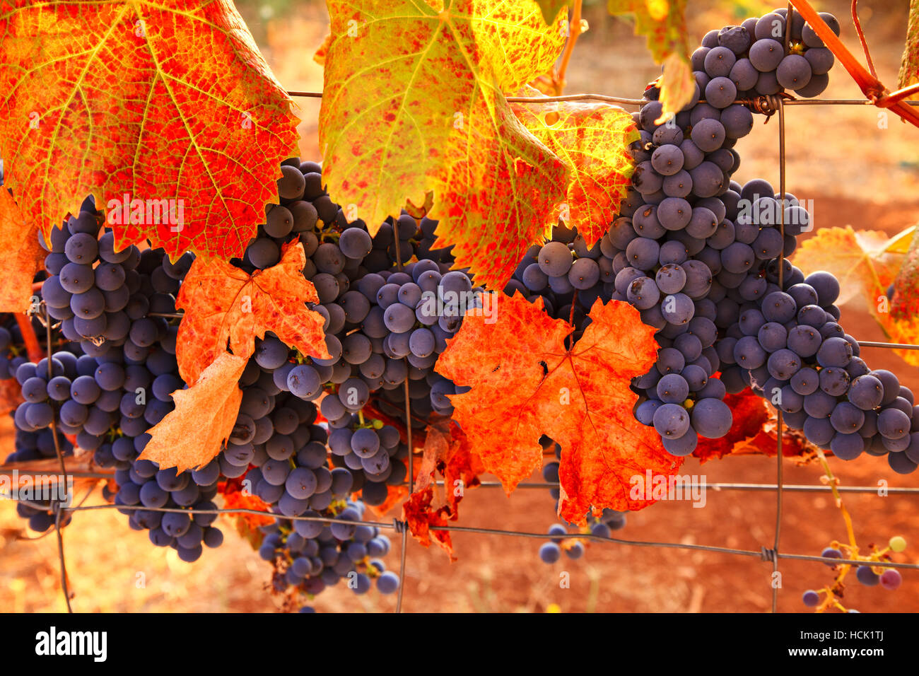 Grapevines in the California wine country in the fall season Stock ...