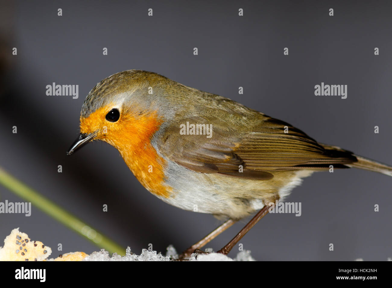 Robin (Erithacus rubecula) in the nature Stock Photo - Alamy