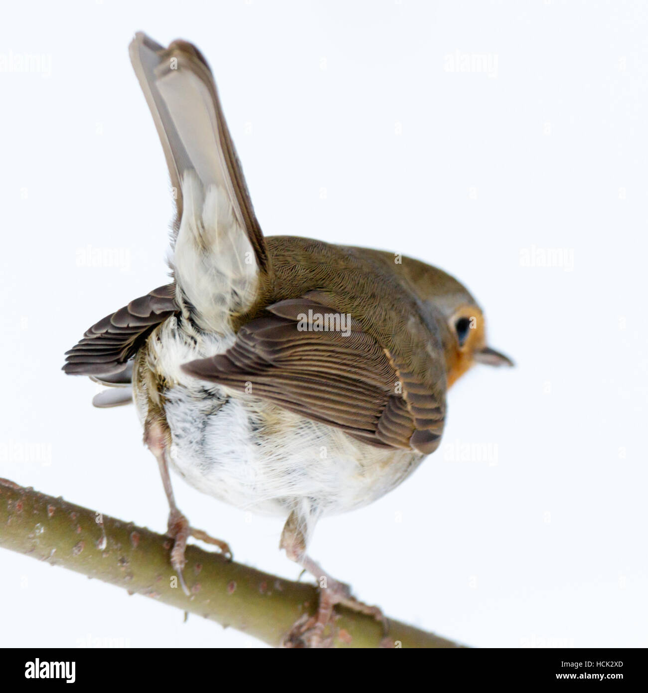 Robin rear view hi-res stock photography and images - Alamy