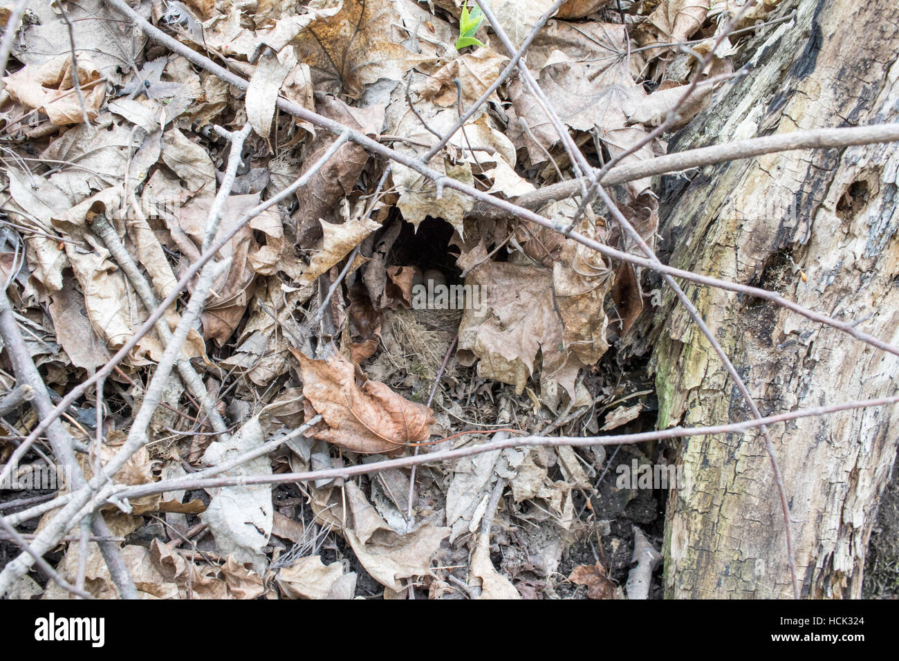 Erithacus rubecula. The nest of the Robin in nature Stock Photo - Alamy
