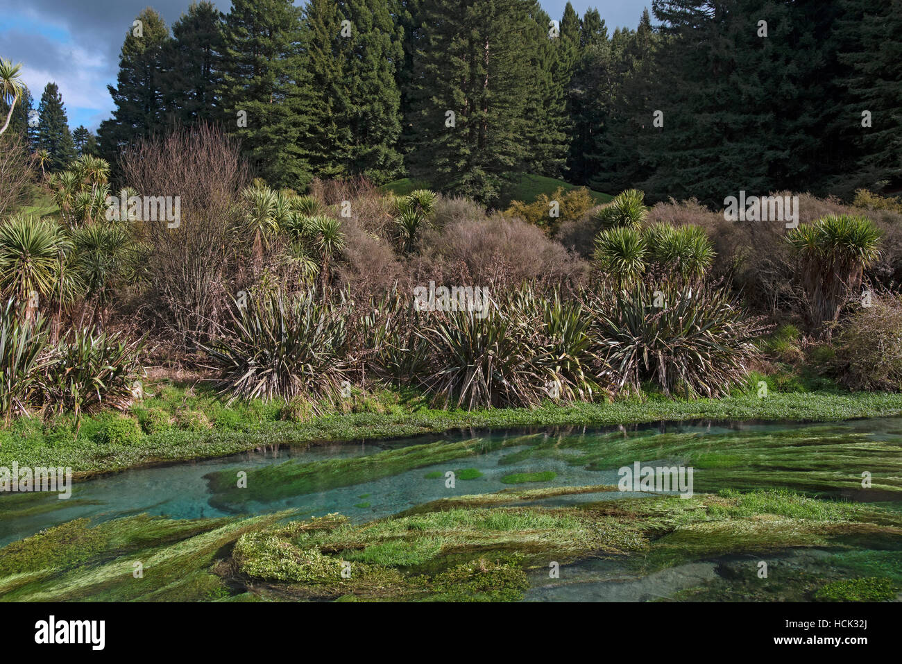 Blue Spring; Putururu, New Zealand Stock Photo - Alamy