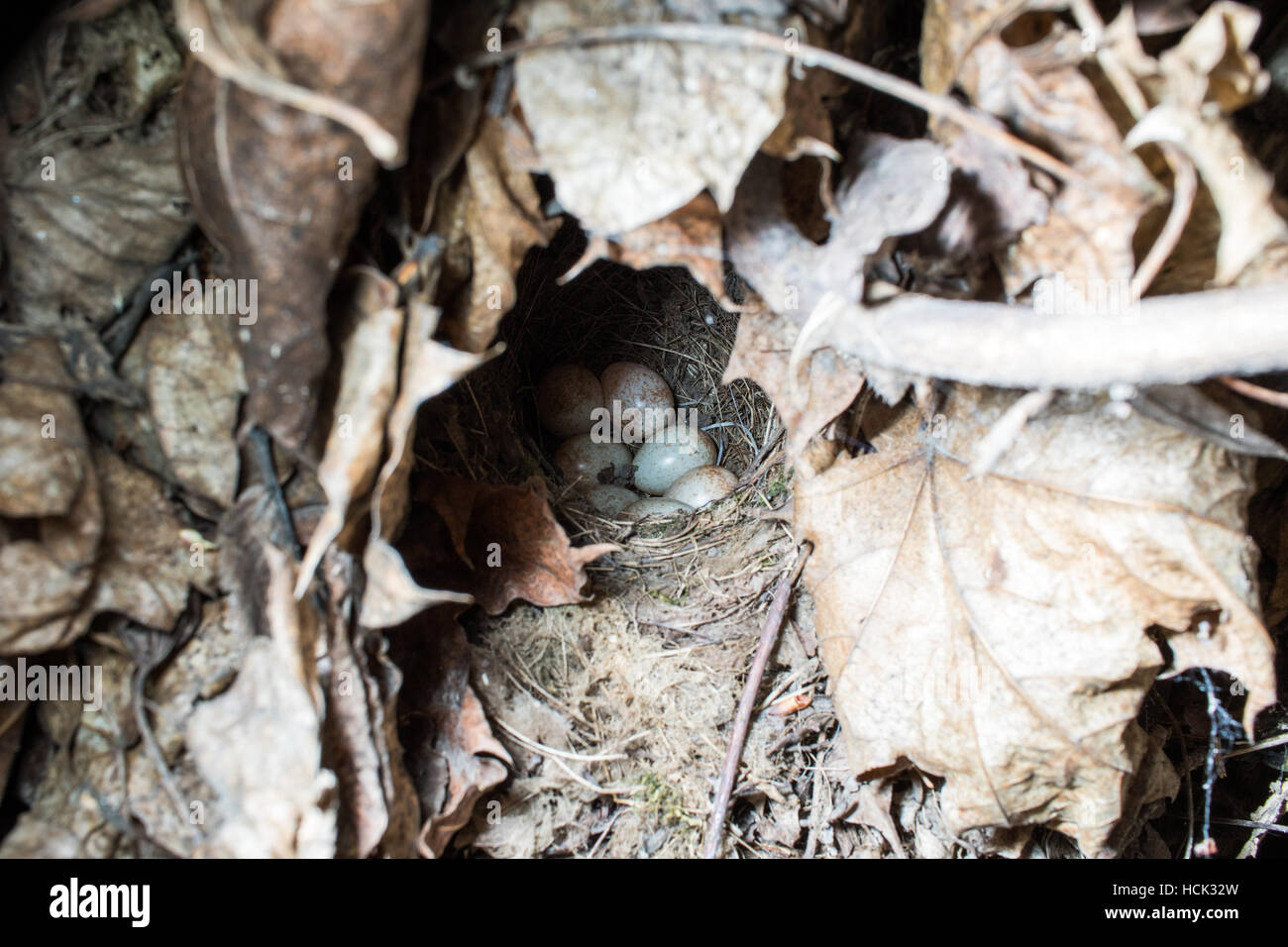 Erithacus Rubecula Nest And Eggs High Resolution Stock Photography and ...