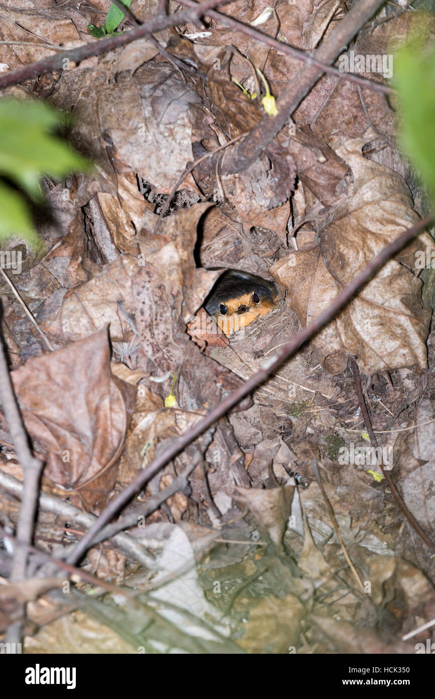Erithacus Rubecula Nest And Eggs High Resolution Stock Photography and ...