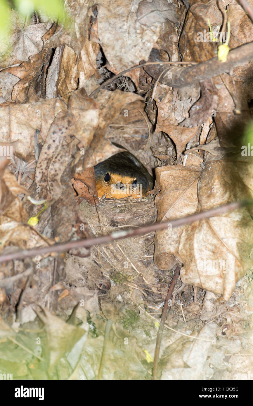 Erithacus rubecula. The nest of the Robin in nature Stock Photo - Alamy