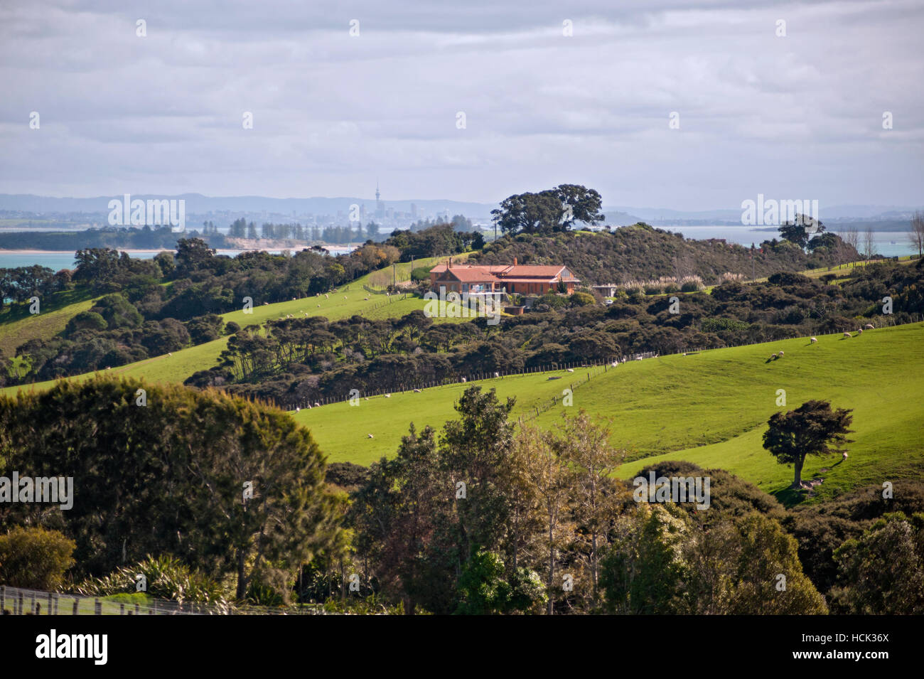 Cable Bay Vineyards; Waiheke Island, New Zealand Stock Photo - Alamy
