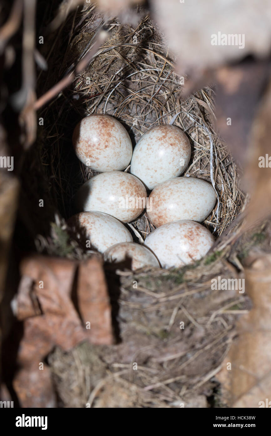 Erithacus rubecula. The nest of the Robin in nature Stock Photo - Alamy