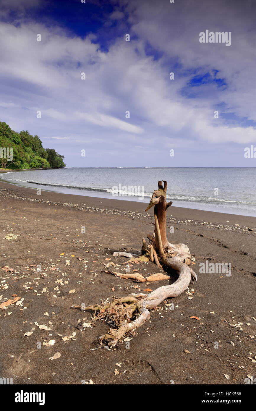 Twisted dry tree trunk swept by the tide and landed on the volcanic ...