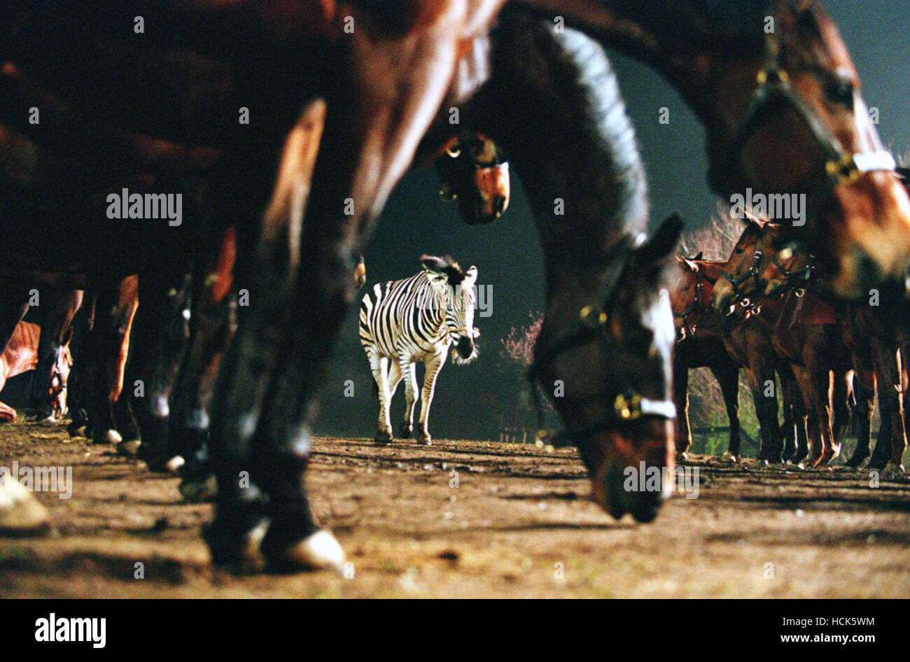 RACING STRIPES, Stripes the zebra, 2005, (c) Warner Brothers/courtesy ...