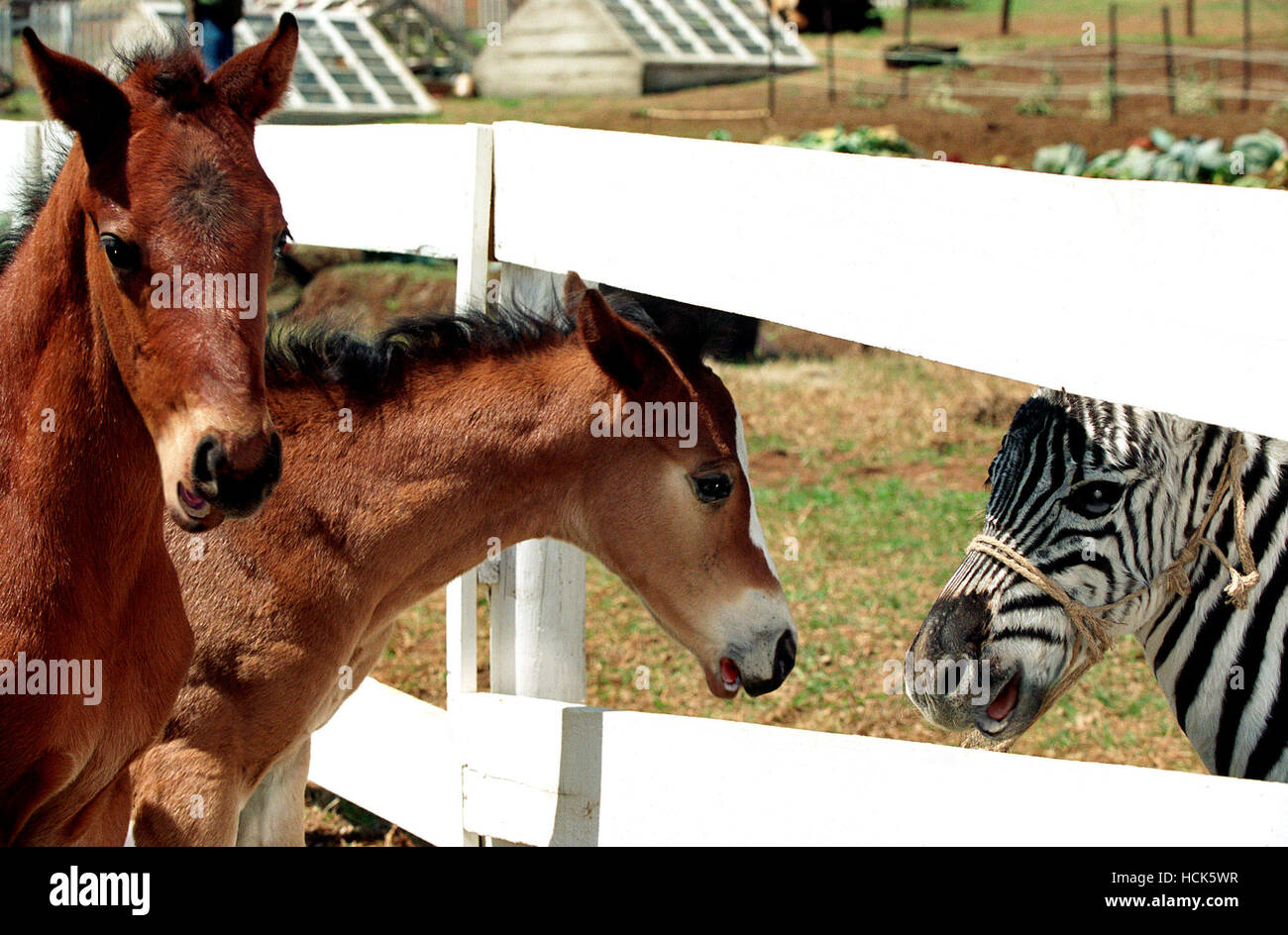 RACING STRIPES, Stripes the zebra (right), 2005, (c) Warner Brothers ...