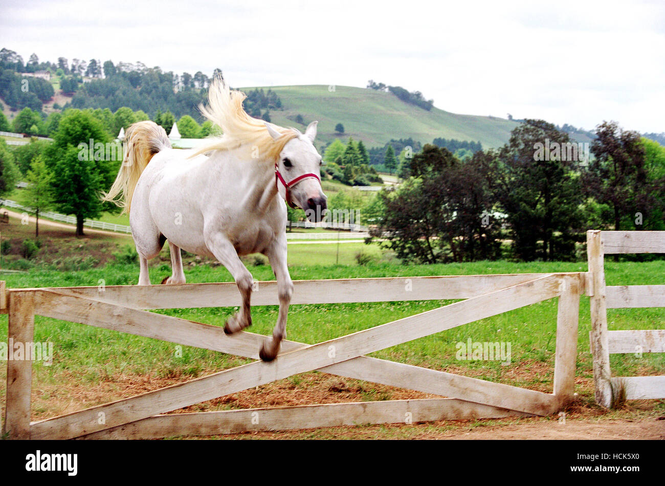 RACING STRIPES, Sandy the horse, 2005, (c) Warner Brothers/courtesy ...
