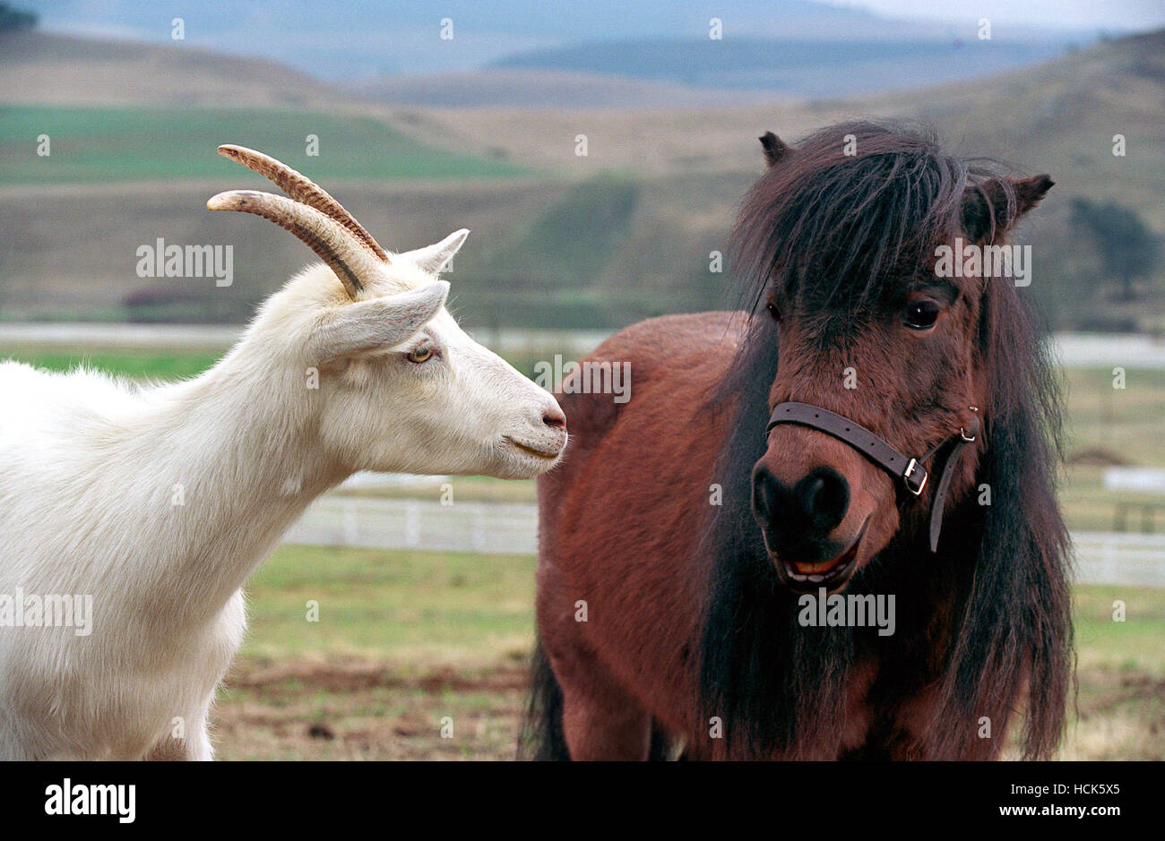 RACING STRIPES, Franny the goat, Tucker the Shetland pony, 2005, (c ...