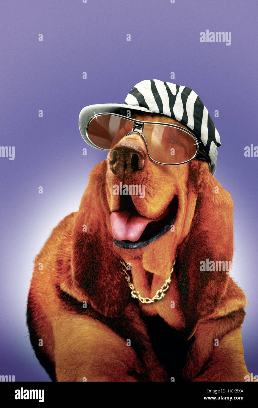 RACING STRIPES, Lightning the bloodhound, 2005, (c) Warner Brothers ...