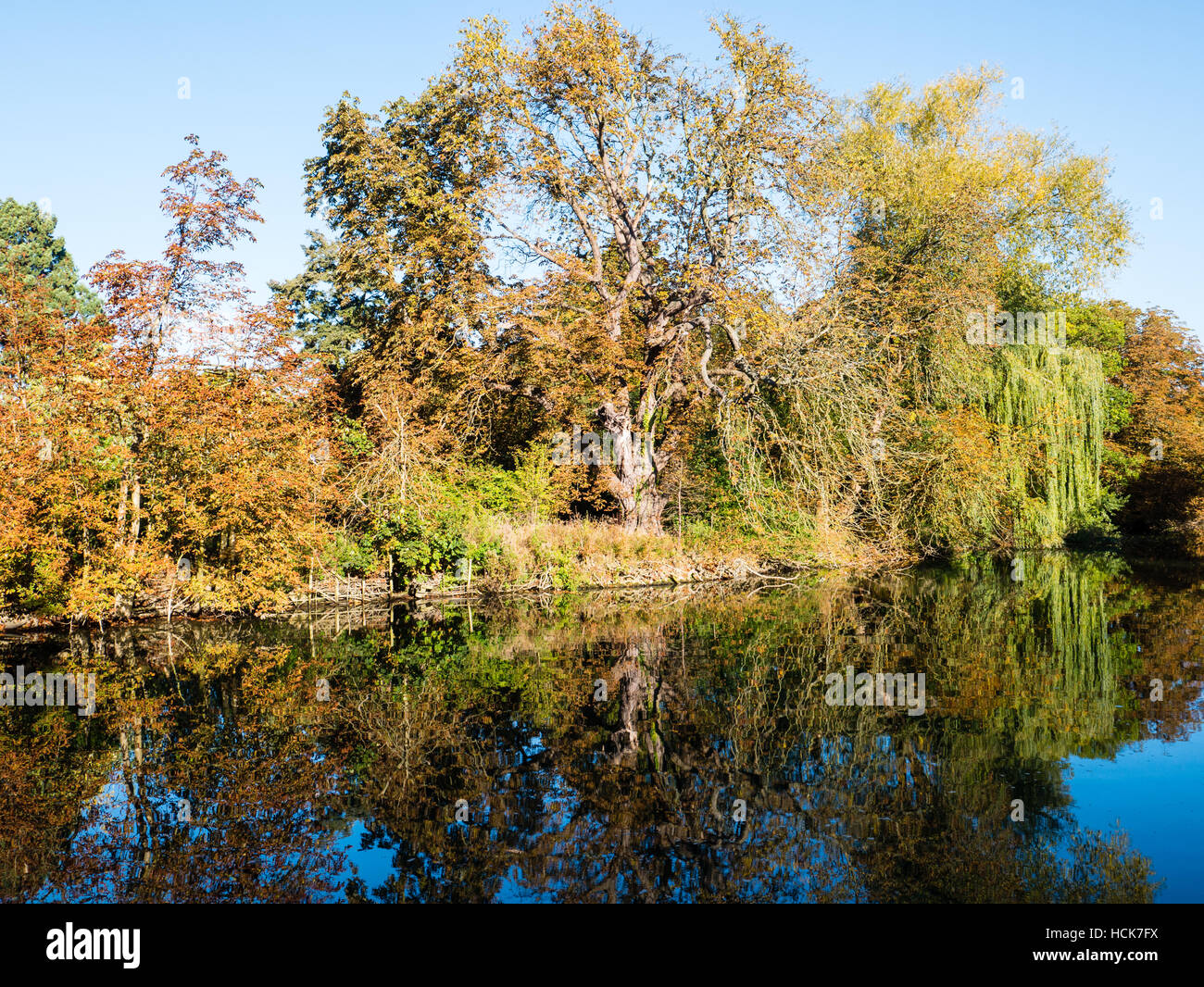 Trees in Autumn , River Thames, Sonning nr Reading, Berkshire, England ...