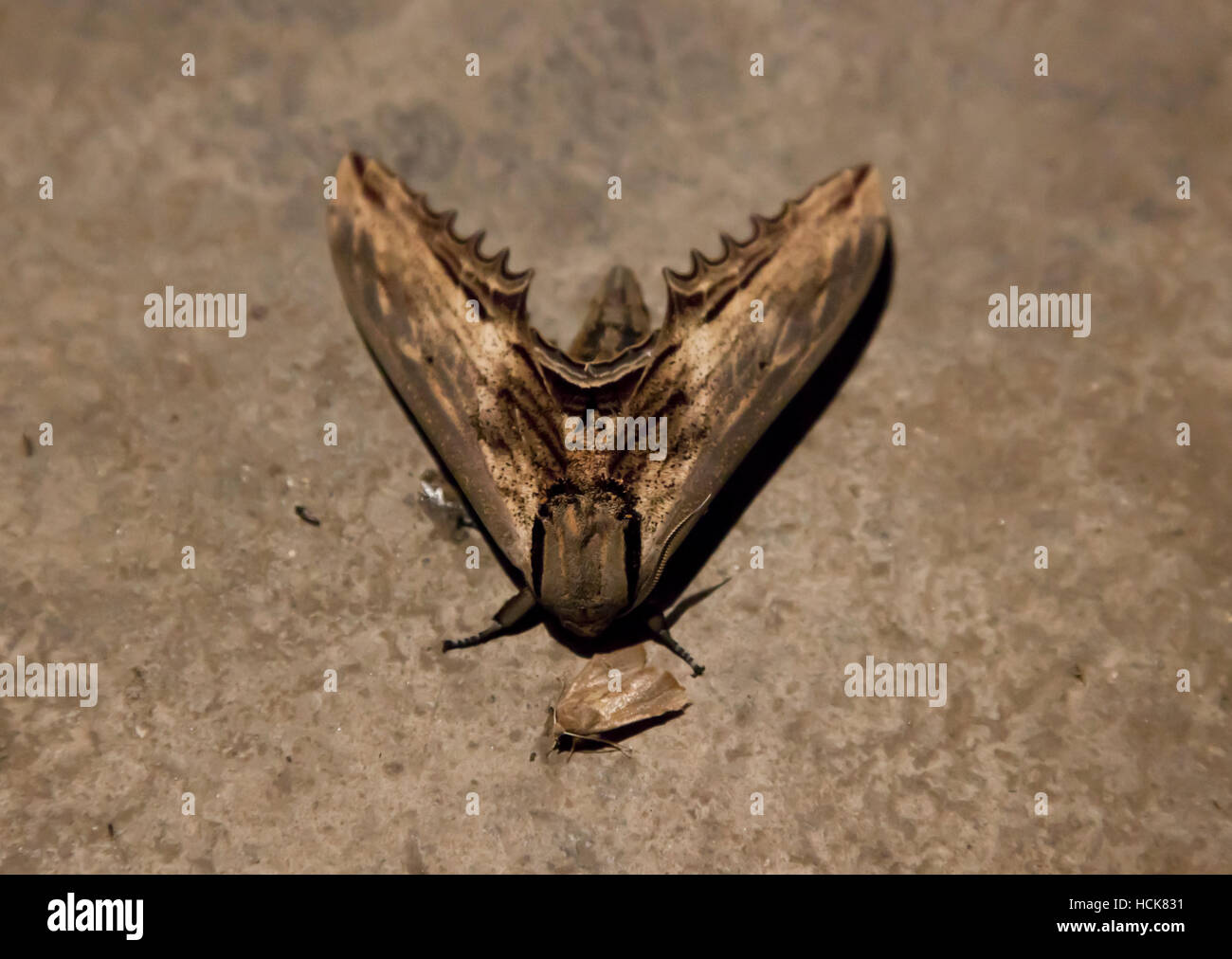Hawk moth attracted by the light of an incandescent light bulb in Bai ...
