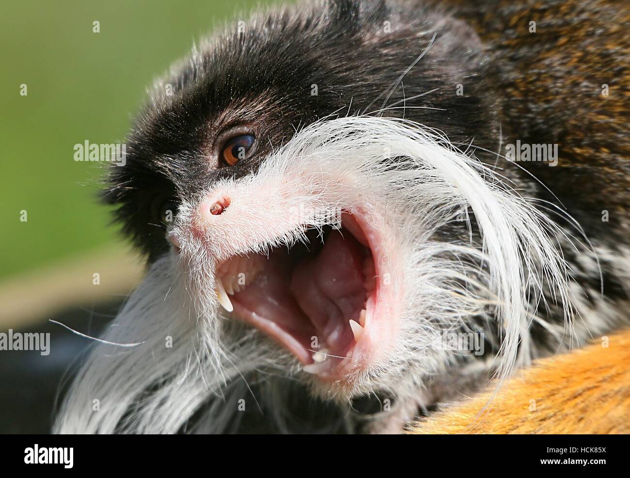 Upset Faces Stock Photos & Upset Faces Stock Images - Alamy