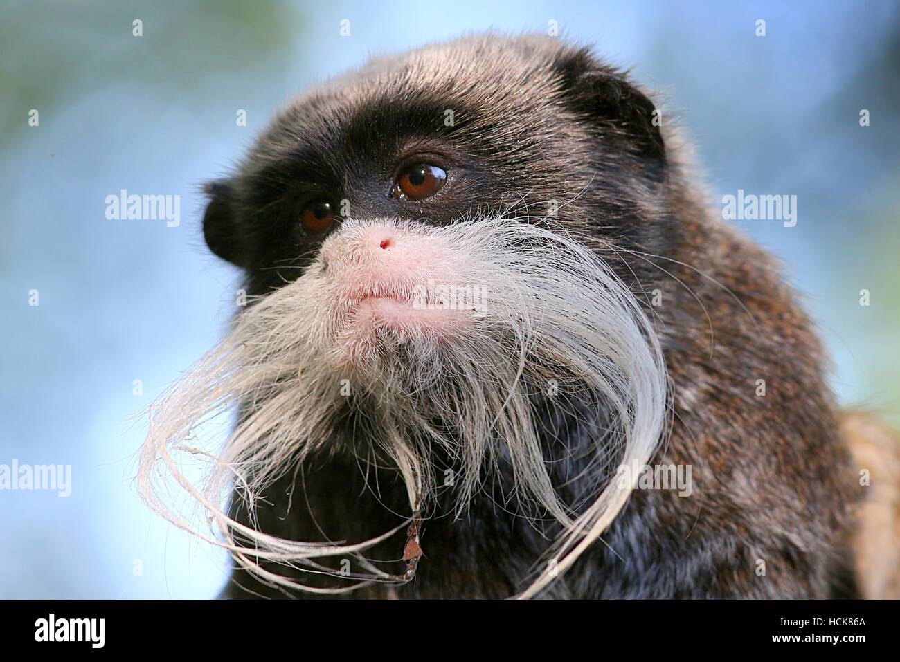 Emperor Tamarin Monkey Funny