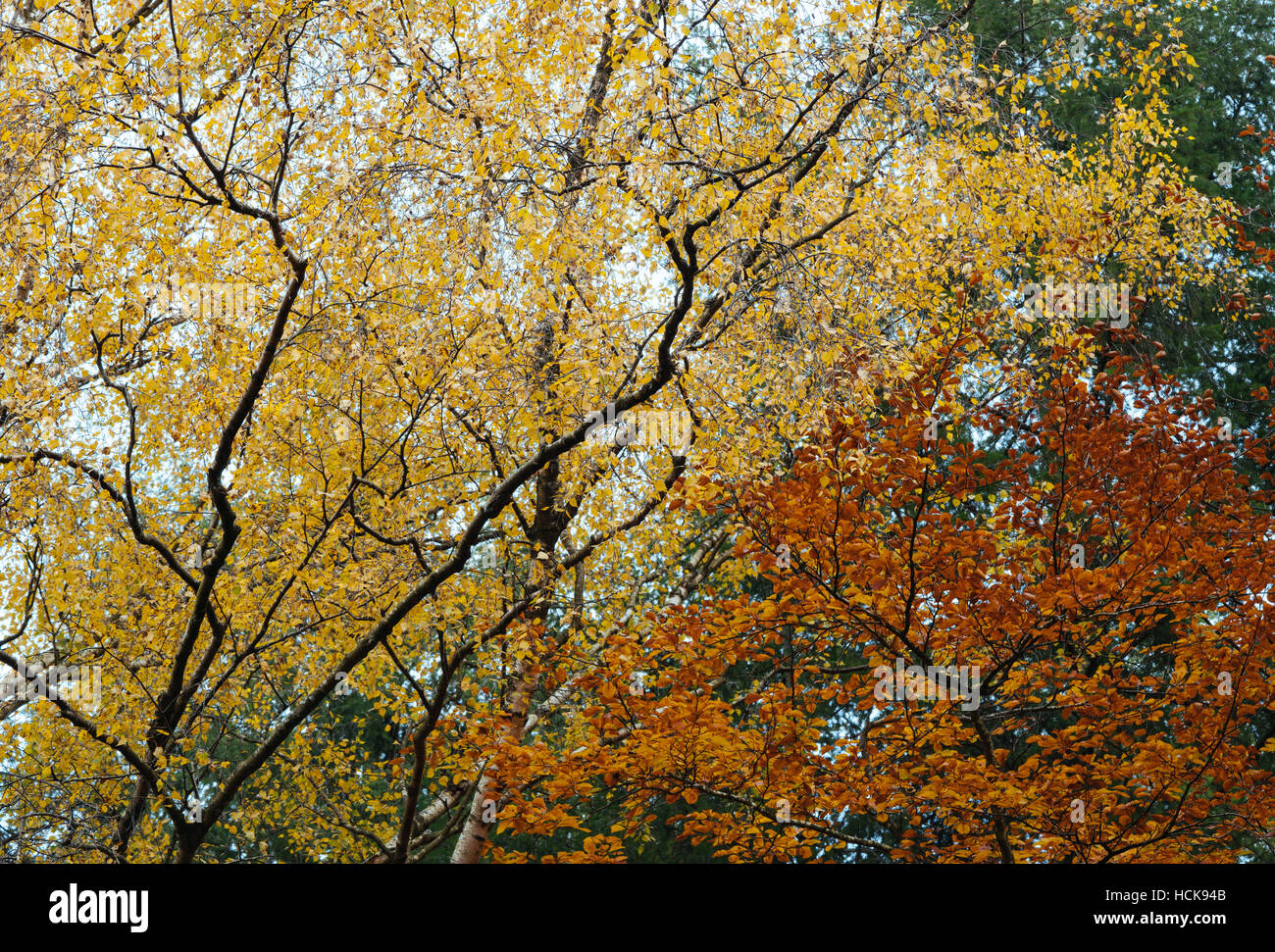 Autumn leaves and branches natural abstract pattern and texture Stock ...