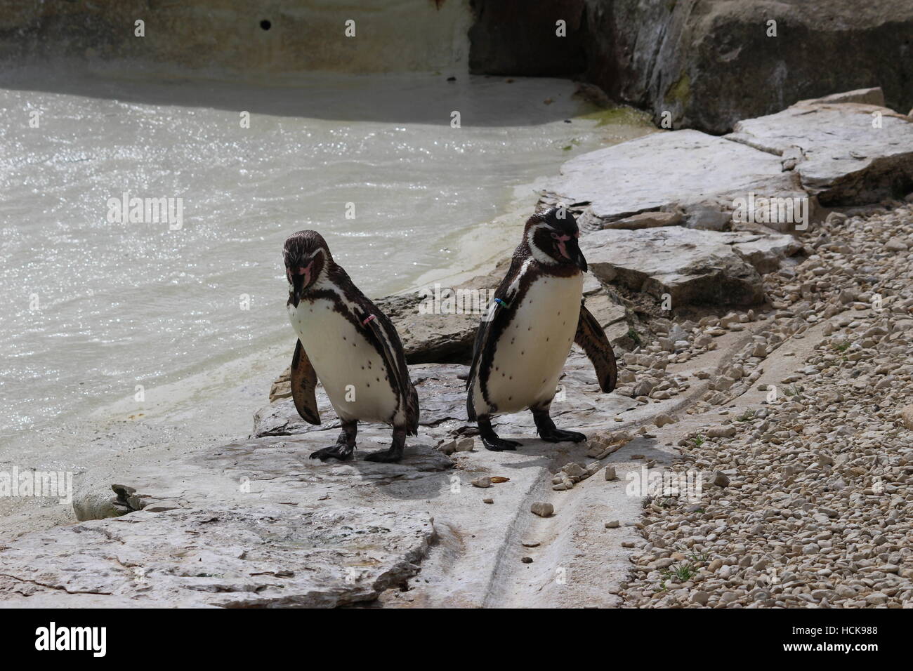 Hot penguins hi-res stock photography and images - Alamy