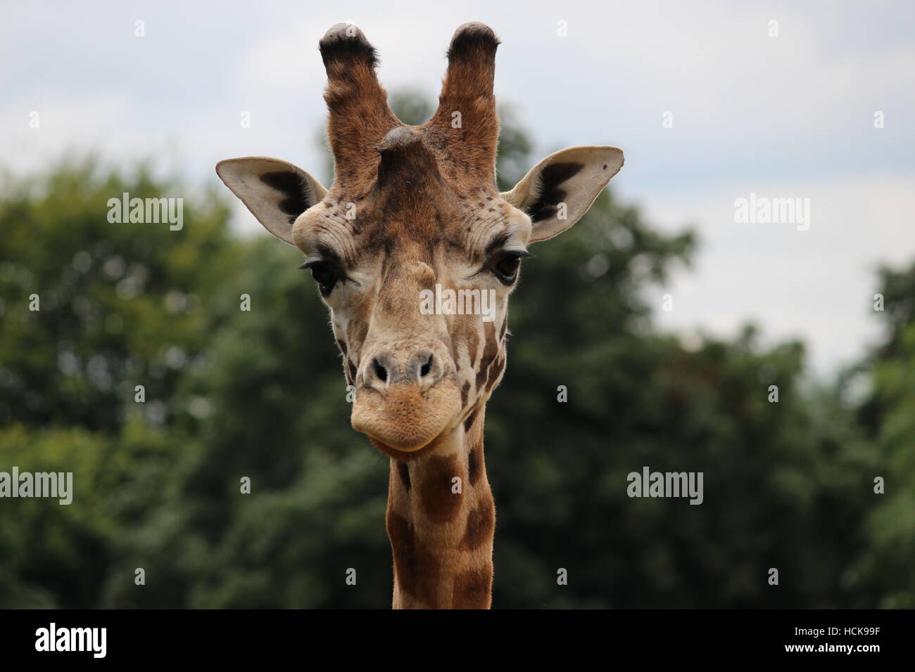 Giraffe portrait young adolescent proud headshot head smile smiling ...