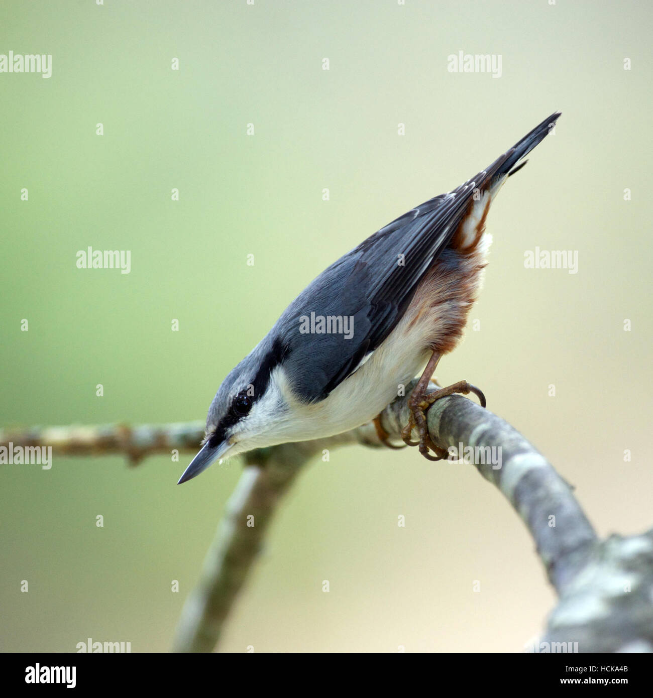 A beautiful nuthatch sitting in the oak with a light green background ...