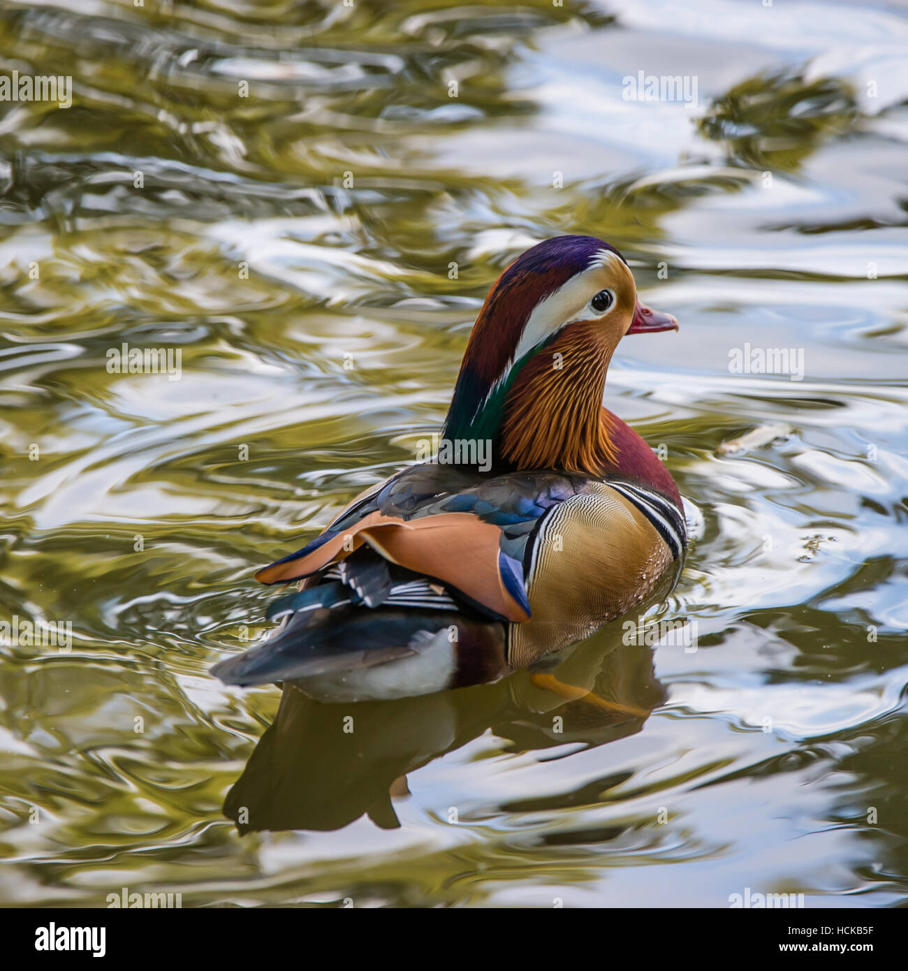 The beautiful male Mandarin Duck (Aix galericulata) showing his typical ...