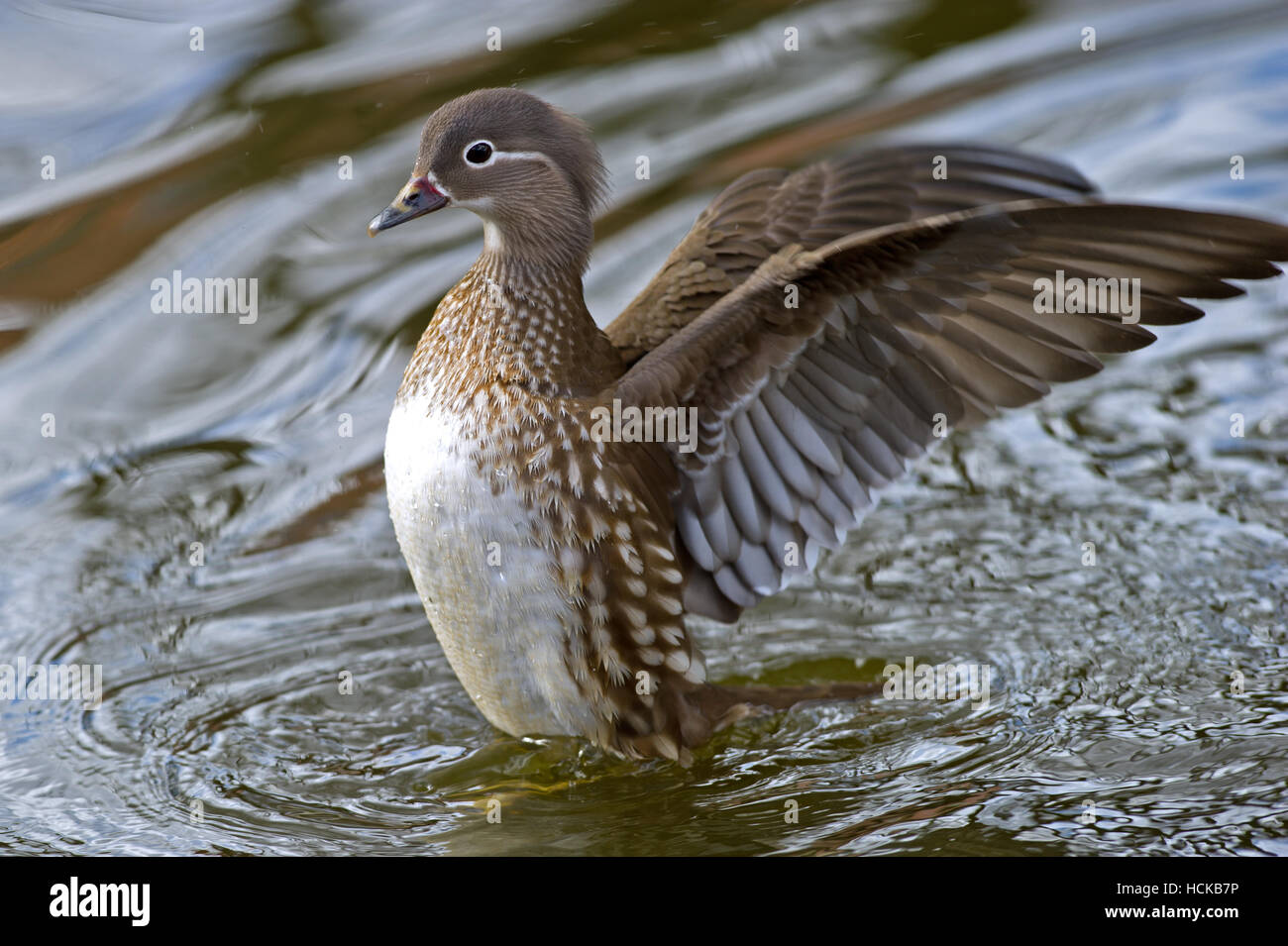 Mandarin Duck Female