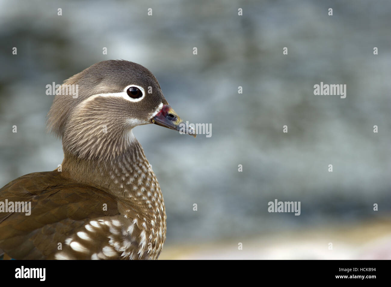 Beige duck hi-res stock photography and images - Alamy