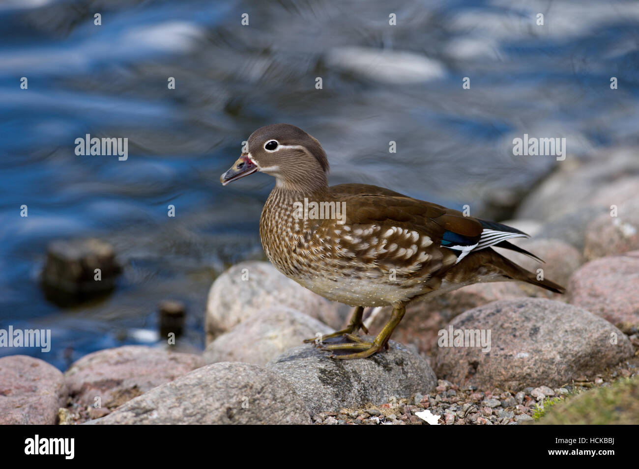 Female mandarin duck hi-res stock photography and images - Alamy