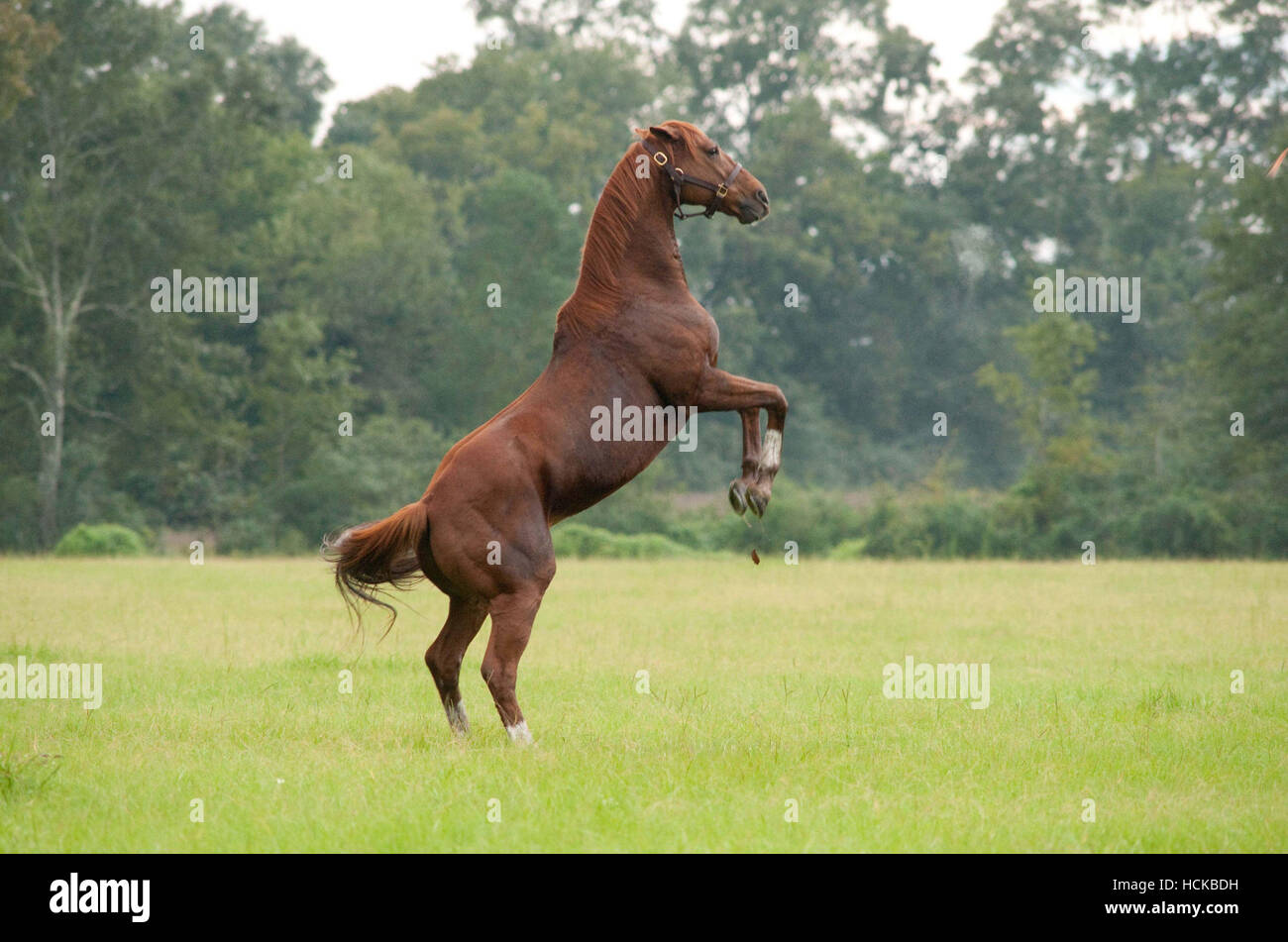 SECRETARIAT, 2010. ph: John Bramley/©Walt Disney Pictures/courtesy ...