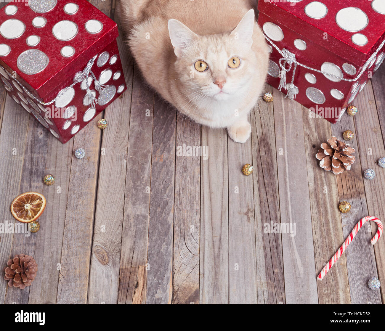 Buff tabby hi-res stock photography and images - Alamy