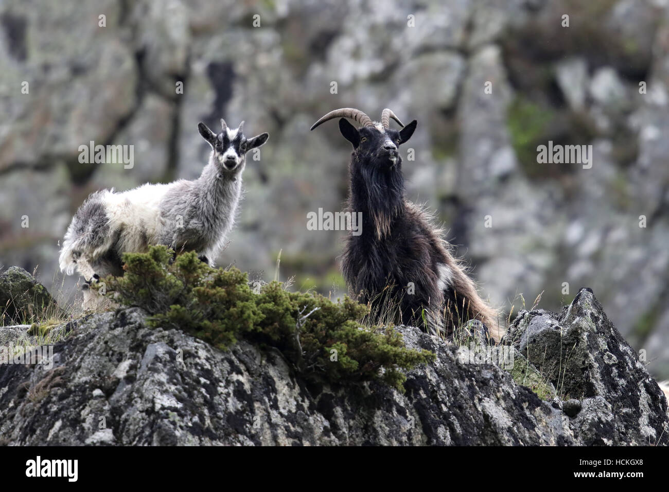 Cheviot wild goats hi-res stock photography and images - Alamy