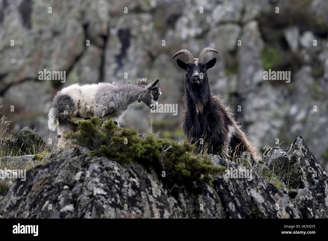 Wild British Primitive Goats also know as Wild Feral Goats. Taken in ...