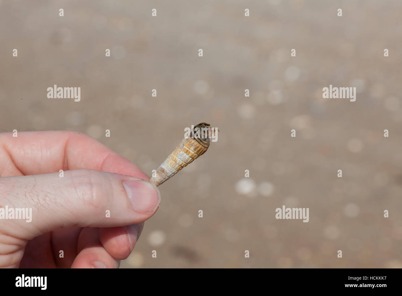 Tiny hermit crab in a pointed shell Stock Photo - Alamy