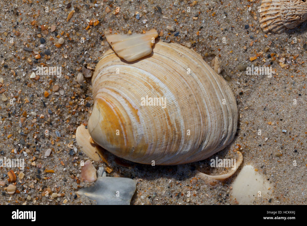 Yellow shell with sand and other shells around Stock Photo - Alamy