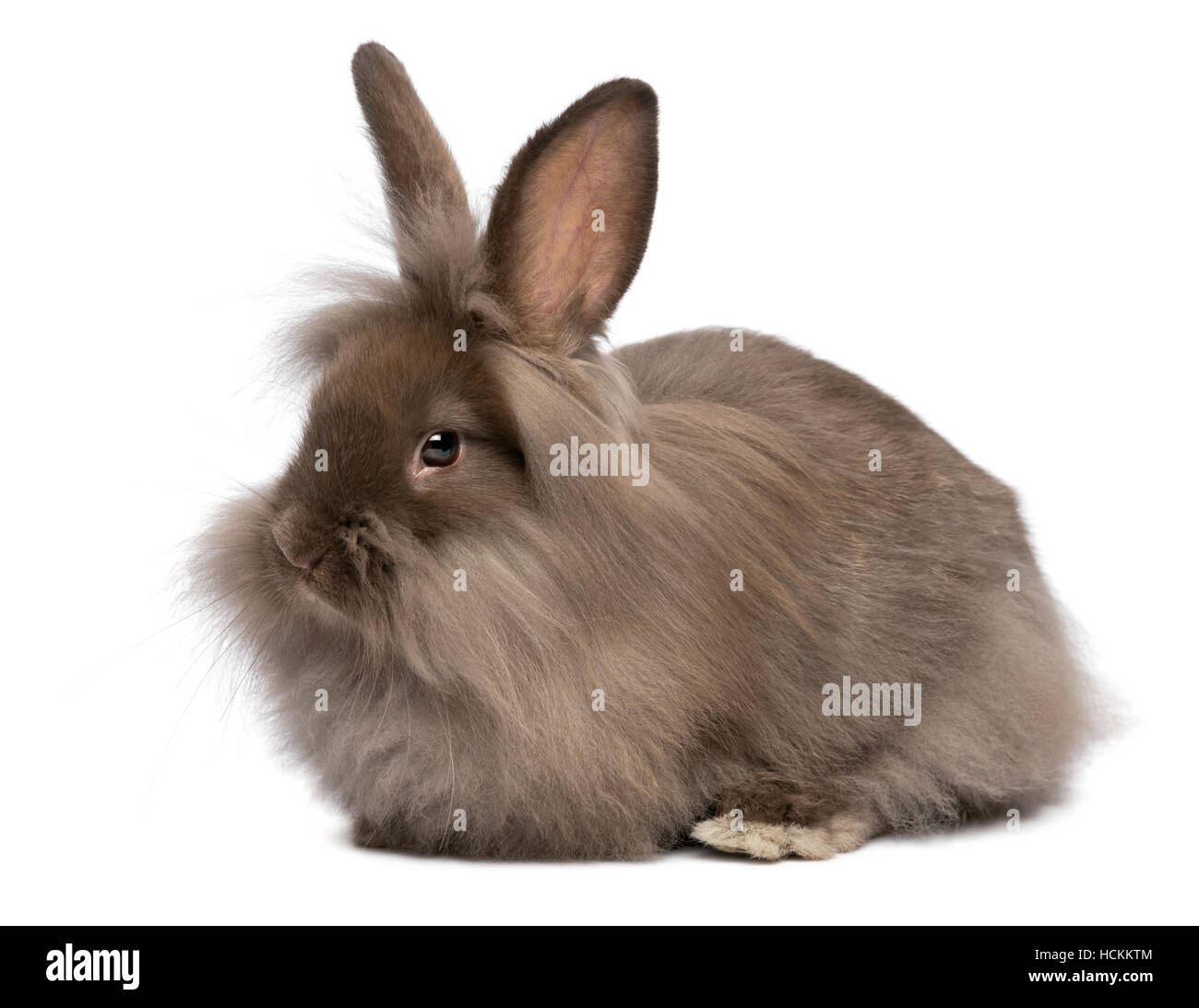 Cute lying chocolate colored mini lionhead bunny rabbit Stock Photo - Alamy