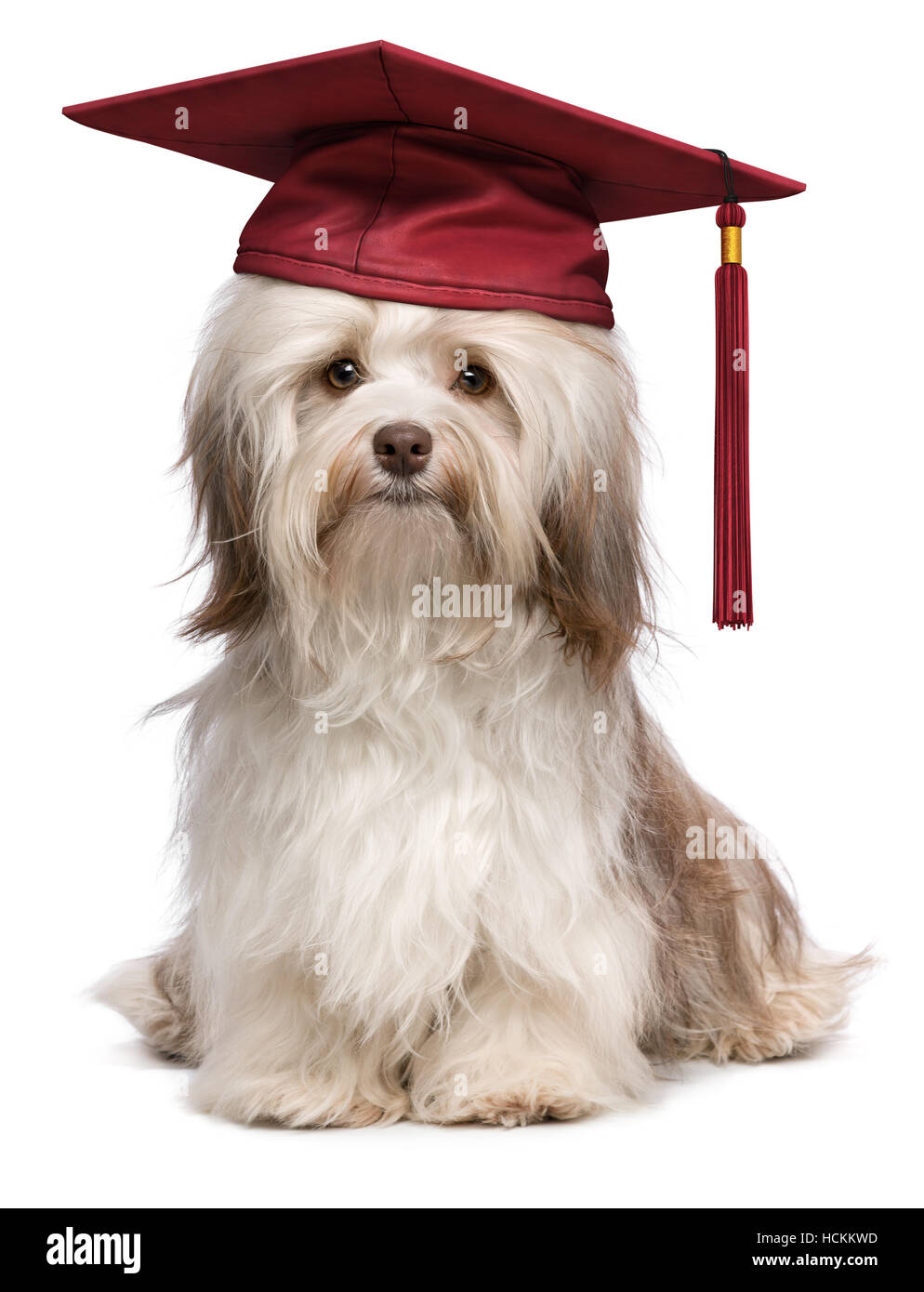 Graduation cap hi-res stock photography and images - Alamy