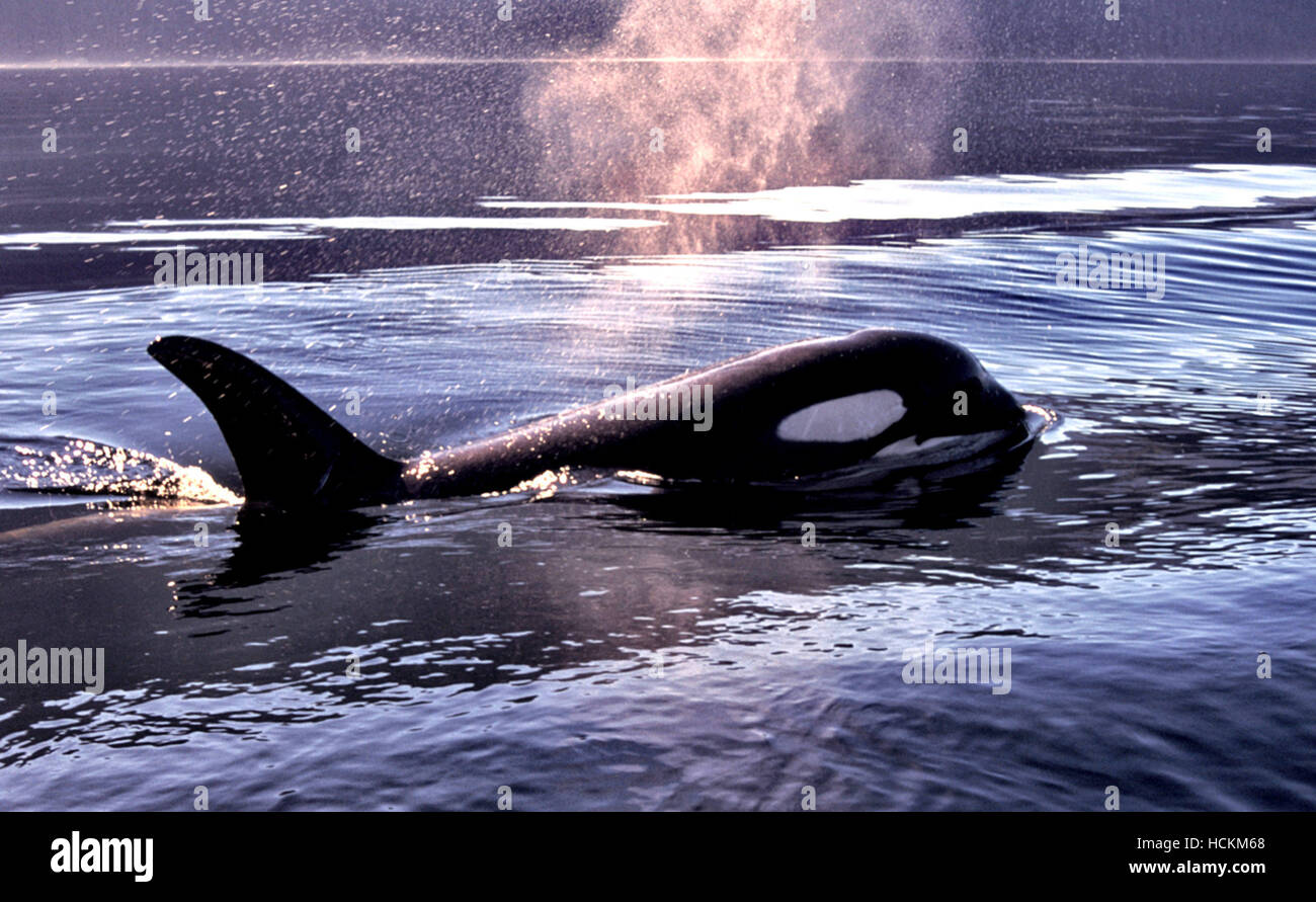 SAVING LUNA, 2007. ©Kinosmith/Courtesy Everett Collection Stock Photo ...