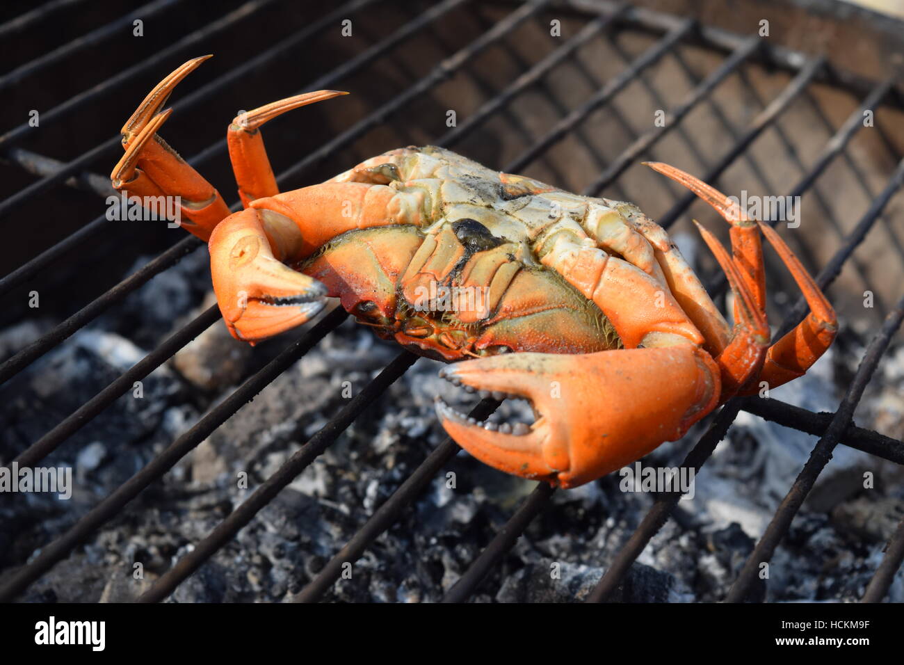 Close-up of upside down raw crab cooking on the barbecue with charcoal ...