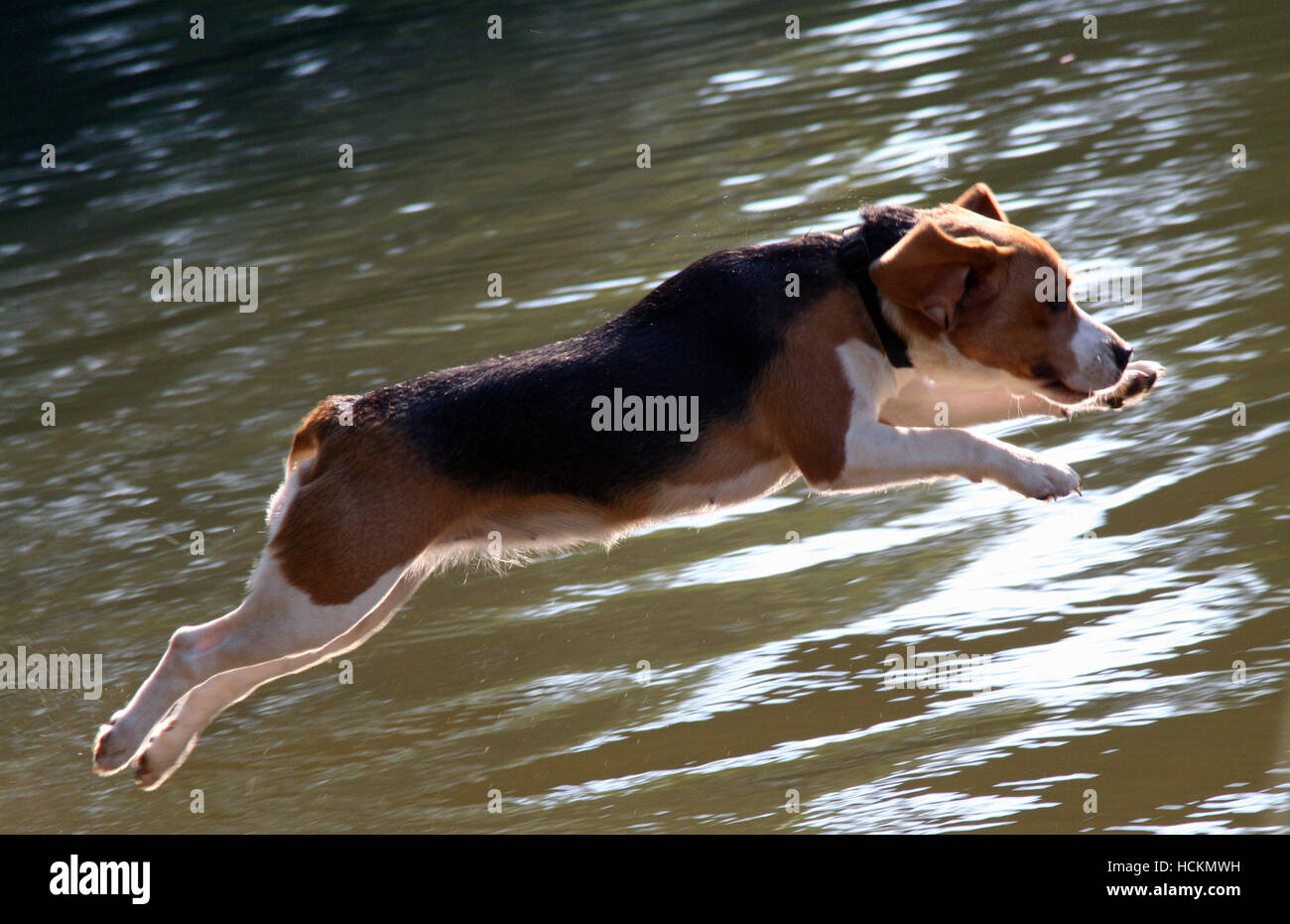 SAVING SHILOH, Kari the beagle, 2006, (c) Warner Brothers/courtesy ...