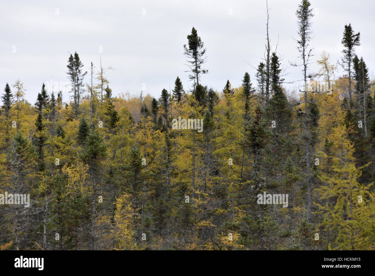 Rural landscape in northern Wisconsin between Park Falls and Winter ...
