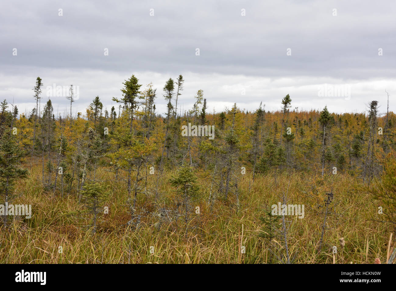 Rural landscape in northern Wisconsin between Park Falls and Winter ...