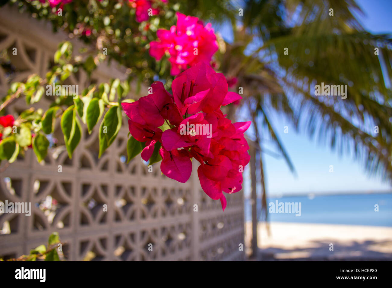 Pink flowers and a palm tree by the ocean Stock Photo - Alamy