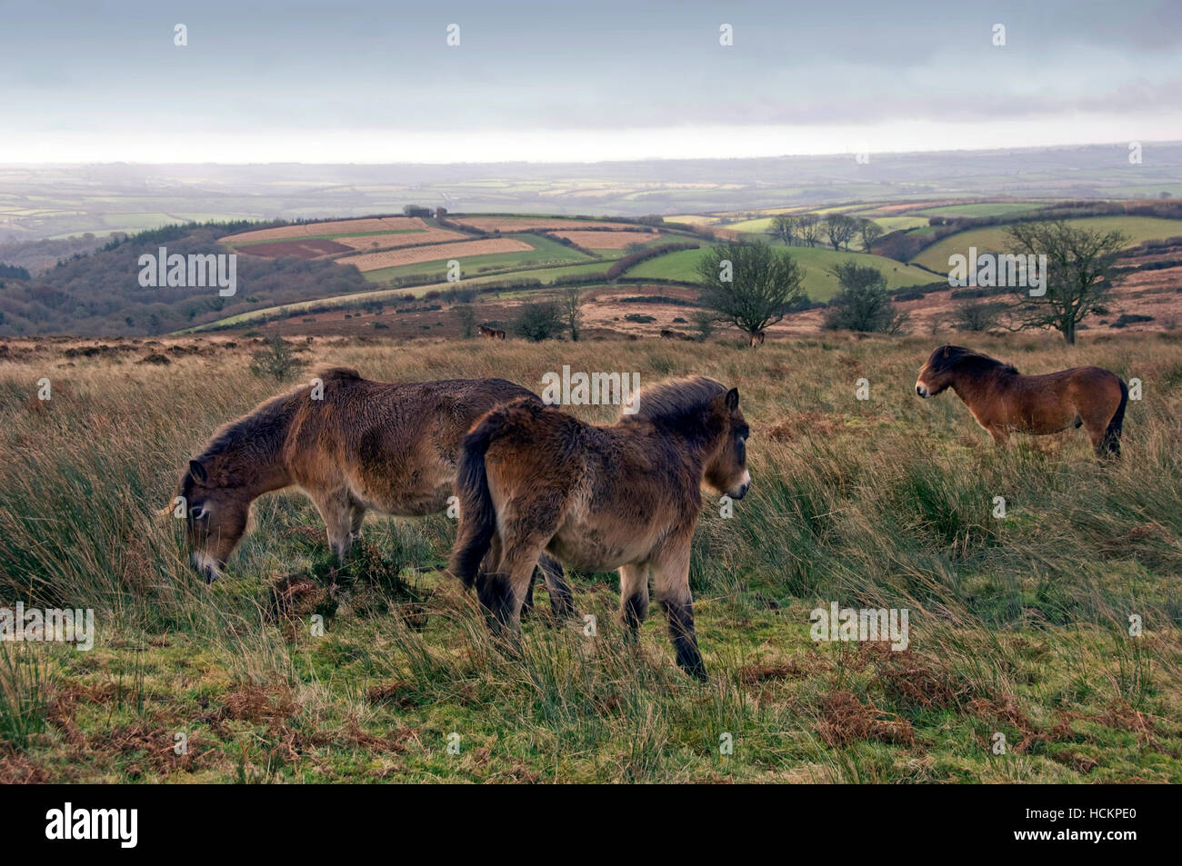 Exmoor with 'Exmoor Ponies', near Dulverton ,Somerset,UK. a hill ...