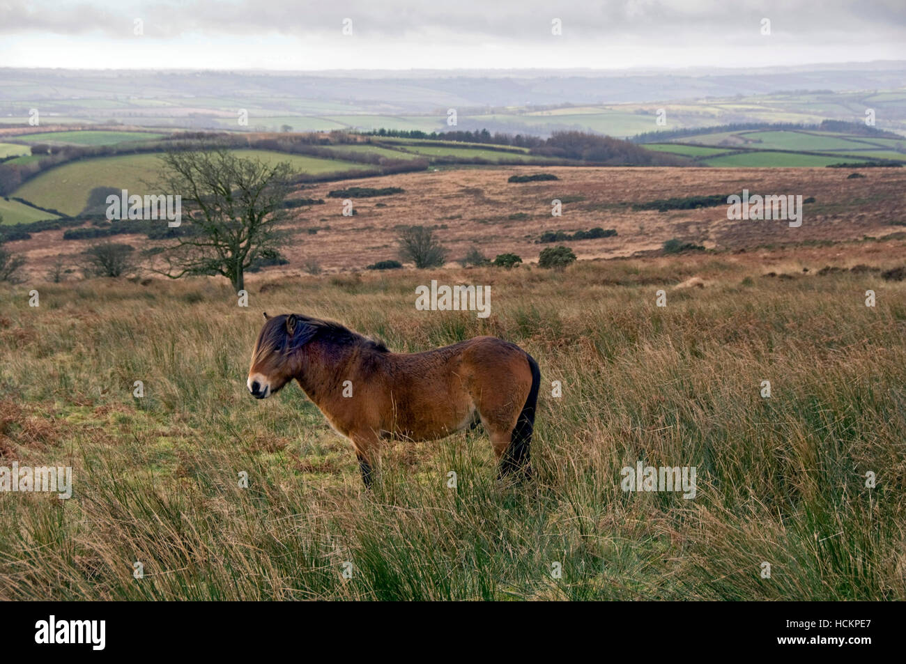 Exmoor with 'Exmoor Ponies', near Dulverton ,Somerset,UK. a hill ...