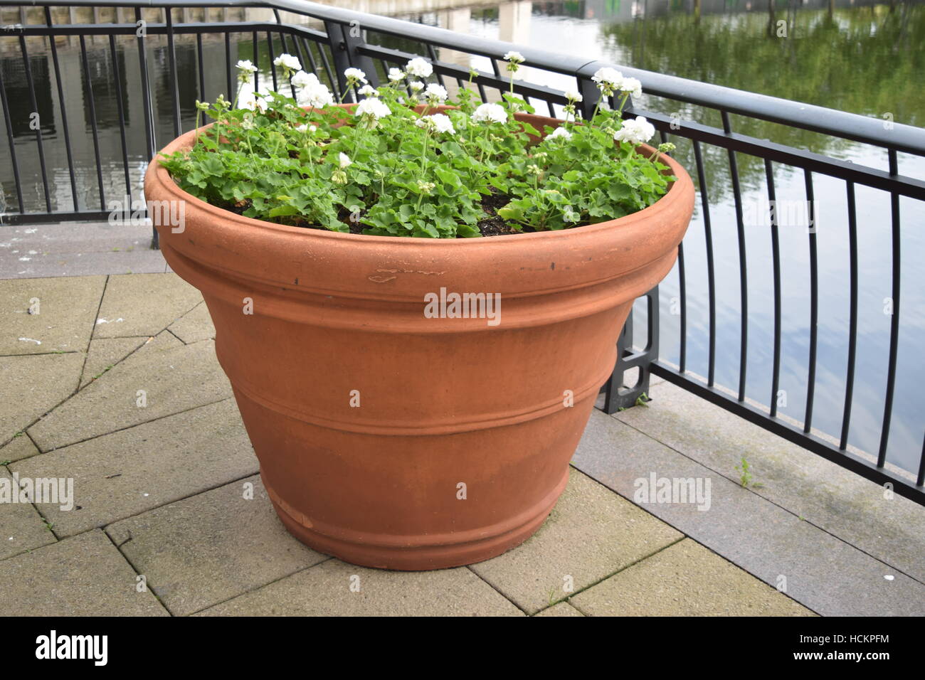 Short pot hi-res stock photography and images - Alamy