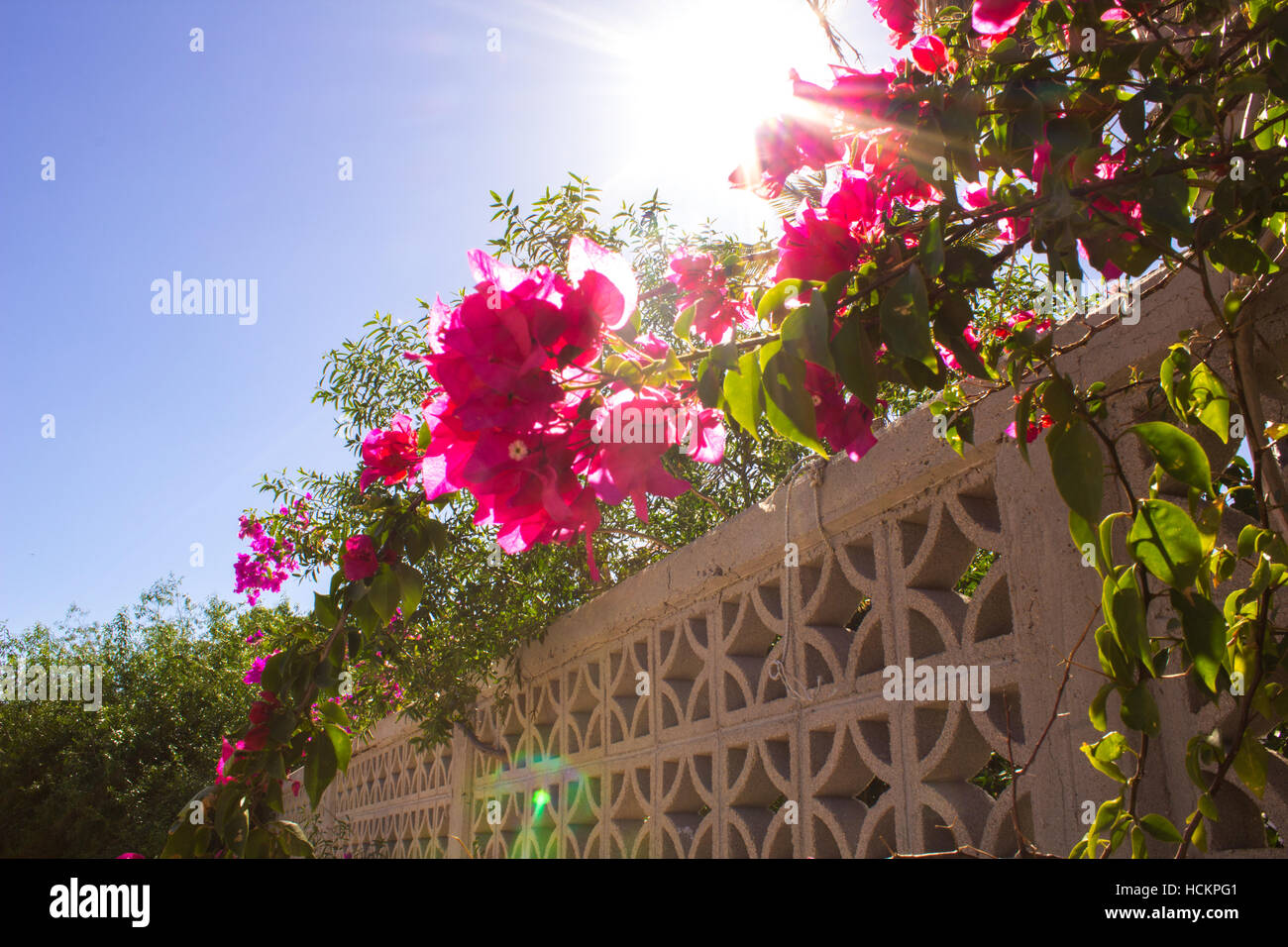 Pink flower and sun Stock Photo - Alamy