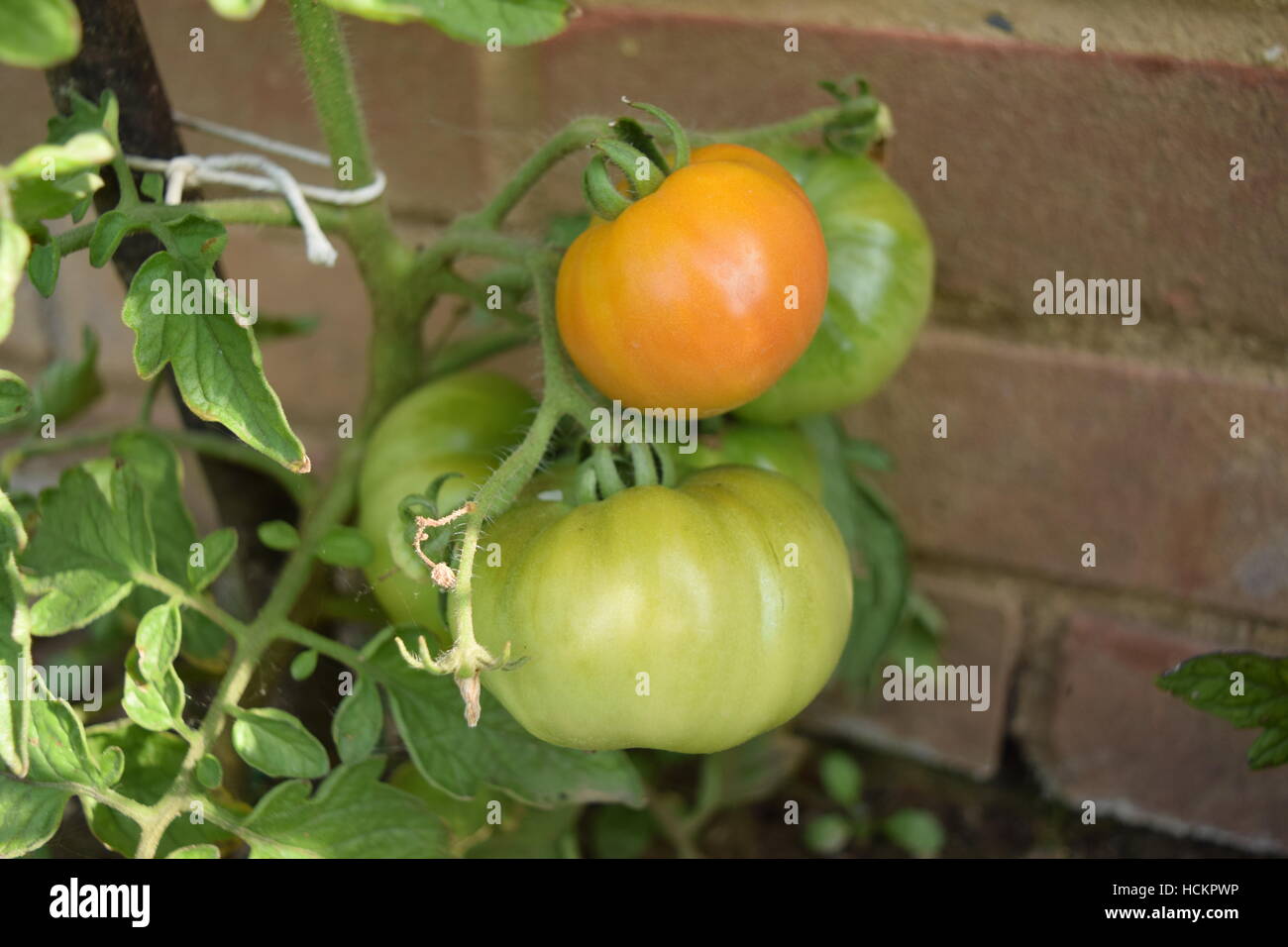 Growing unripened tomatoes Stock Photo - Alamy
