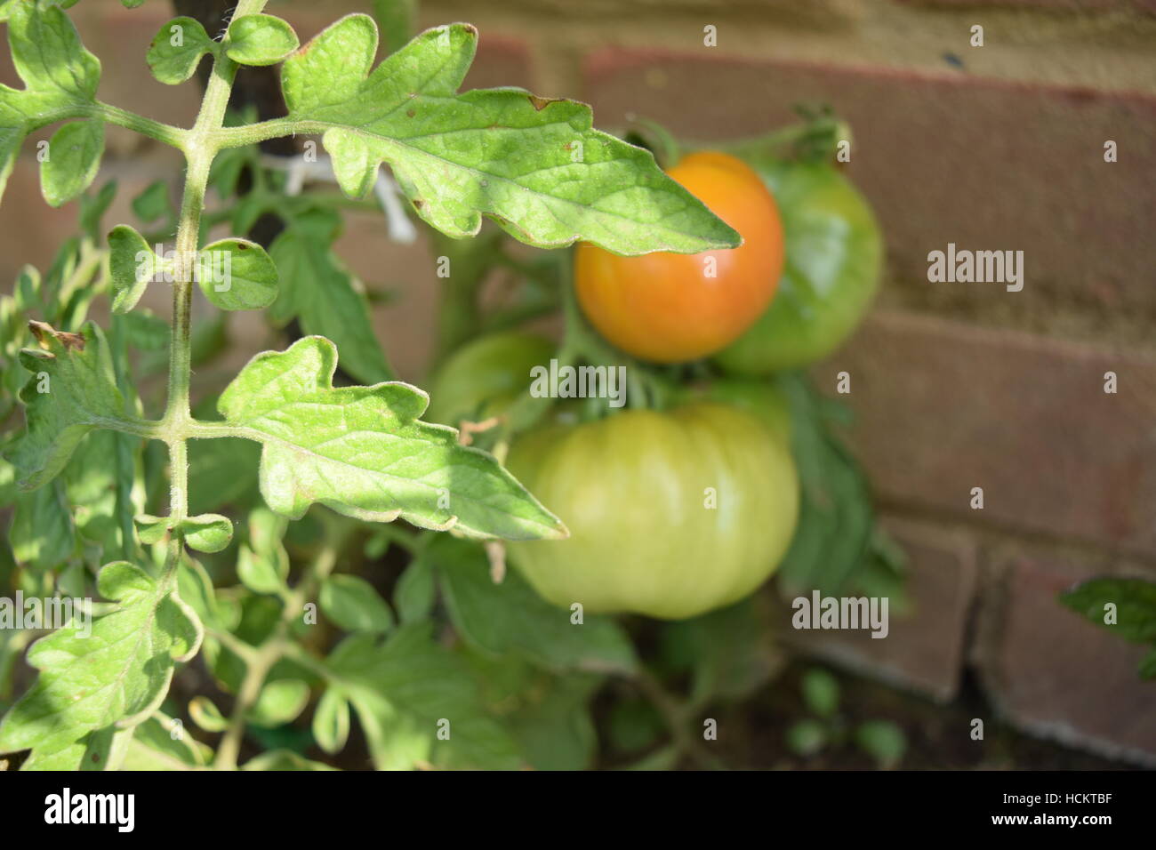 Unripened green and orange tomatoes growing in a back garden Stock ...
