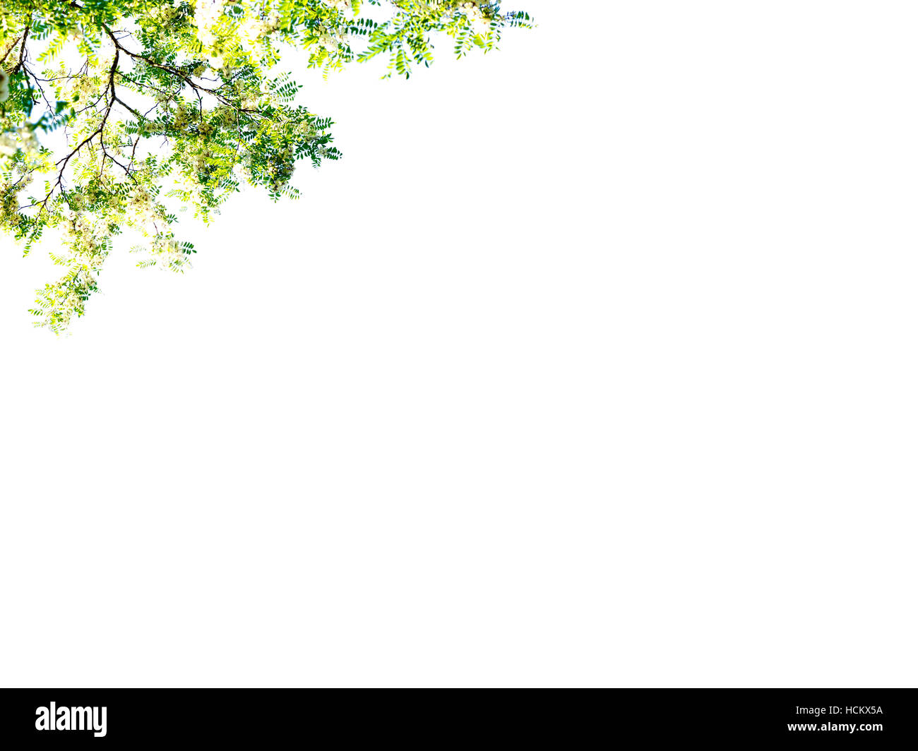 The day locust hi-res stock photography and images - Alamy