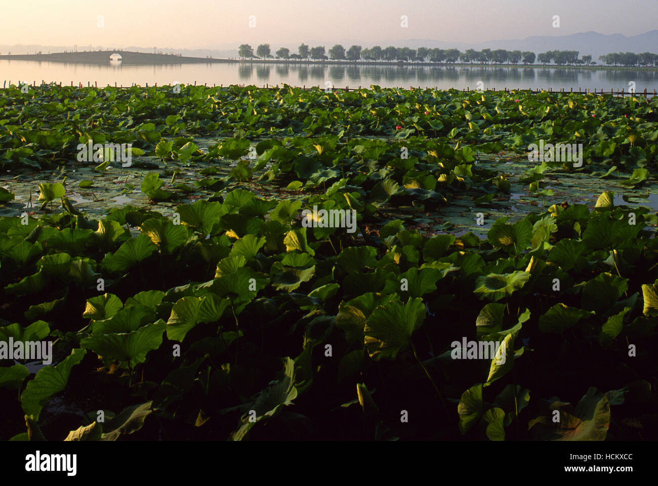 Lily pads in foreground with bridge and willow trees in background at ...